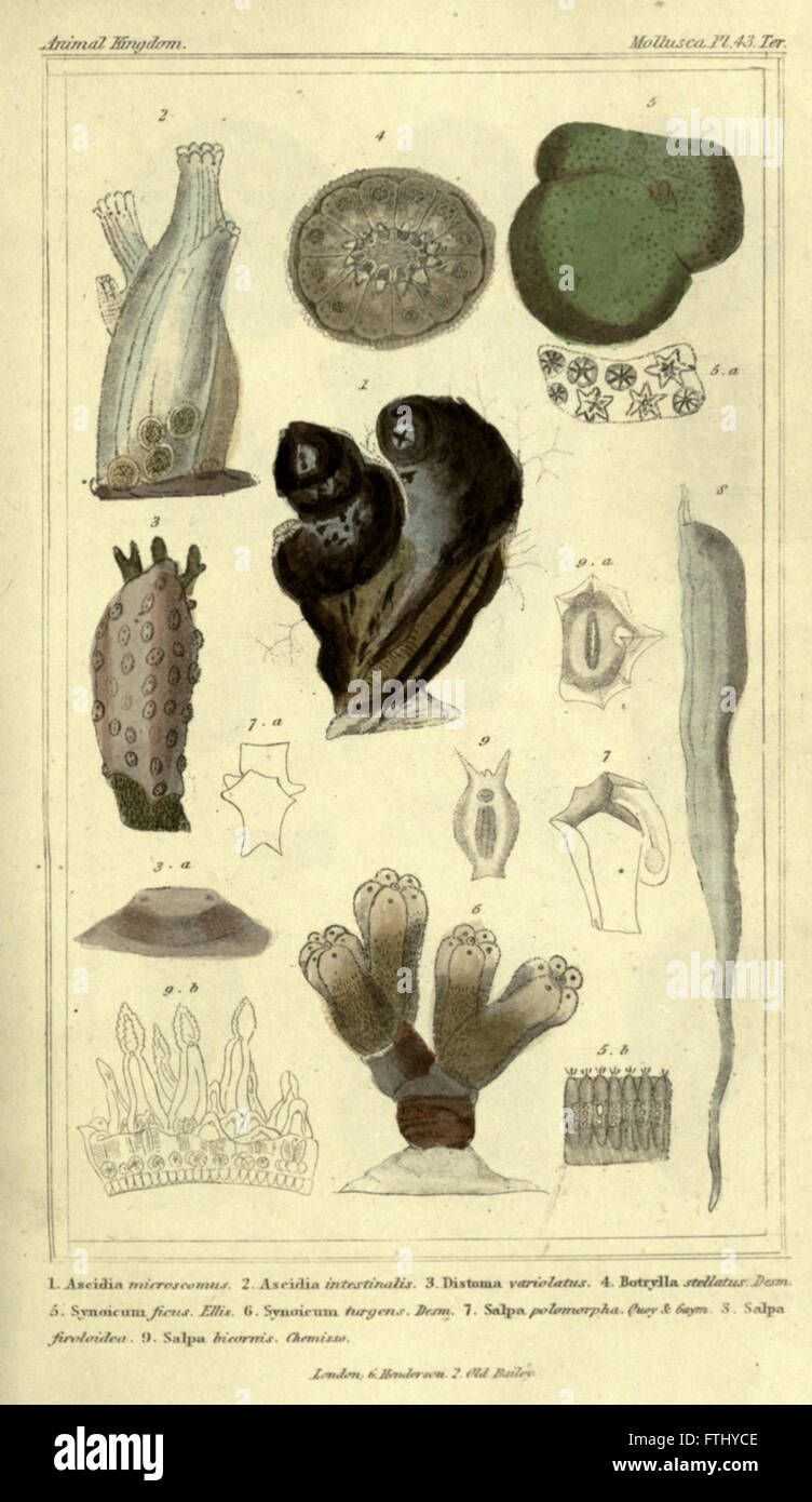 This work provides a detailed organization of the animal kingdom, with ...