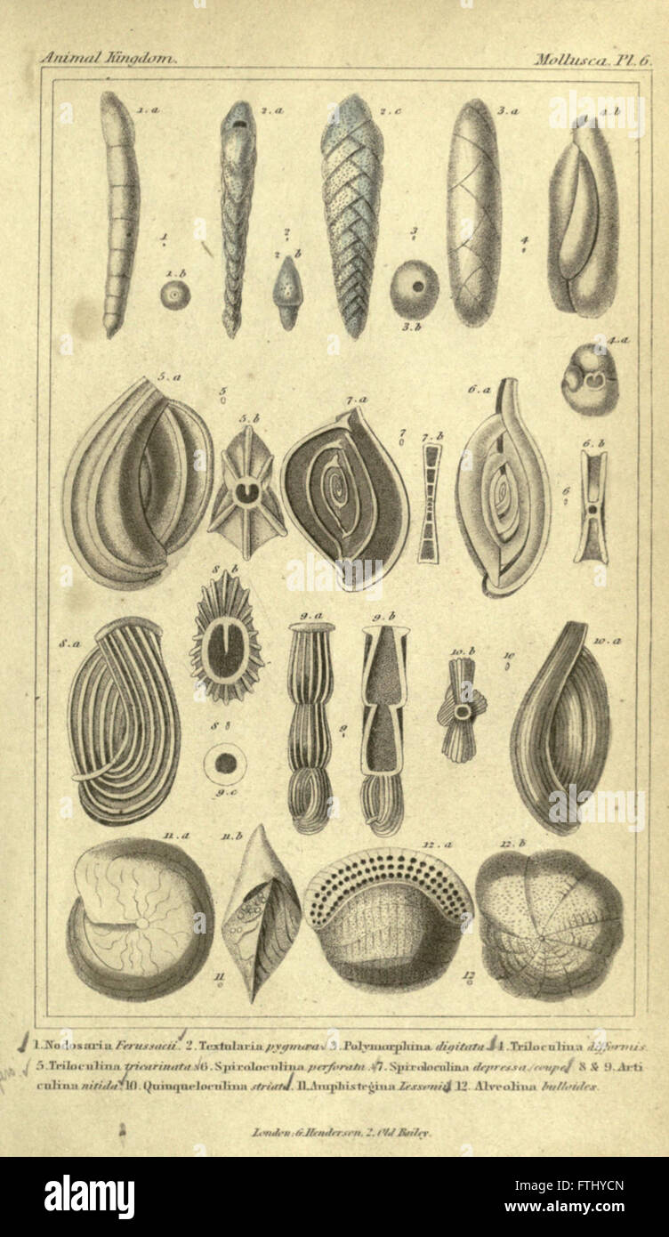 A work organizing the animal kingdom by its biological structure ...