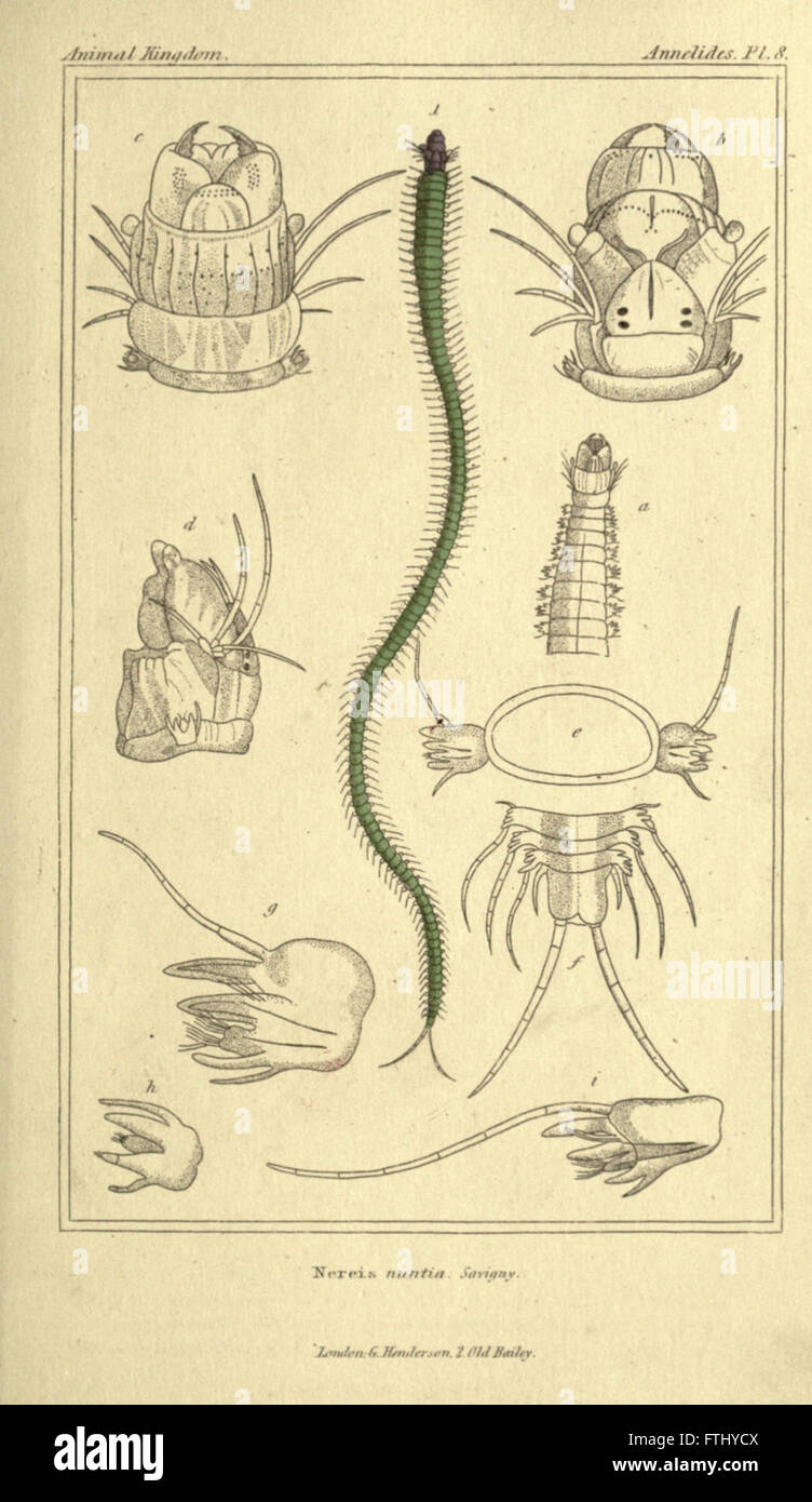 This plate from 'The Animal Kingdom' presents an organized ...