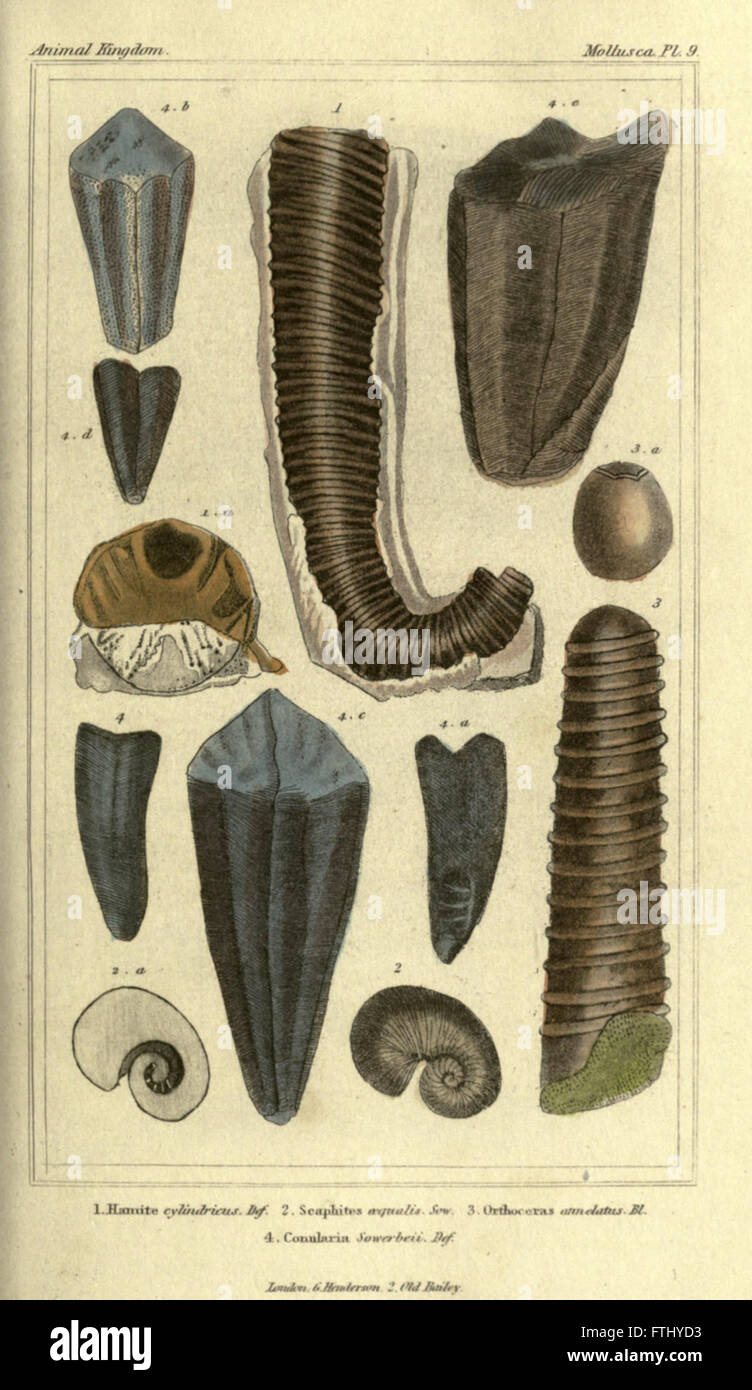 This work provides an organized system of the animal kingdom ...