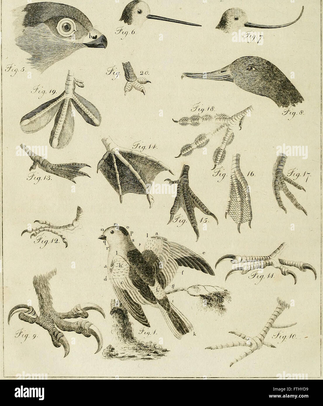 Systematic nomenclature hi-res stock photography and images - Alamy