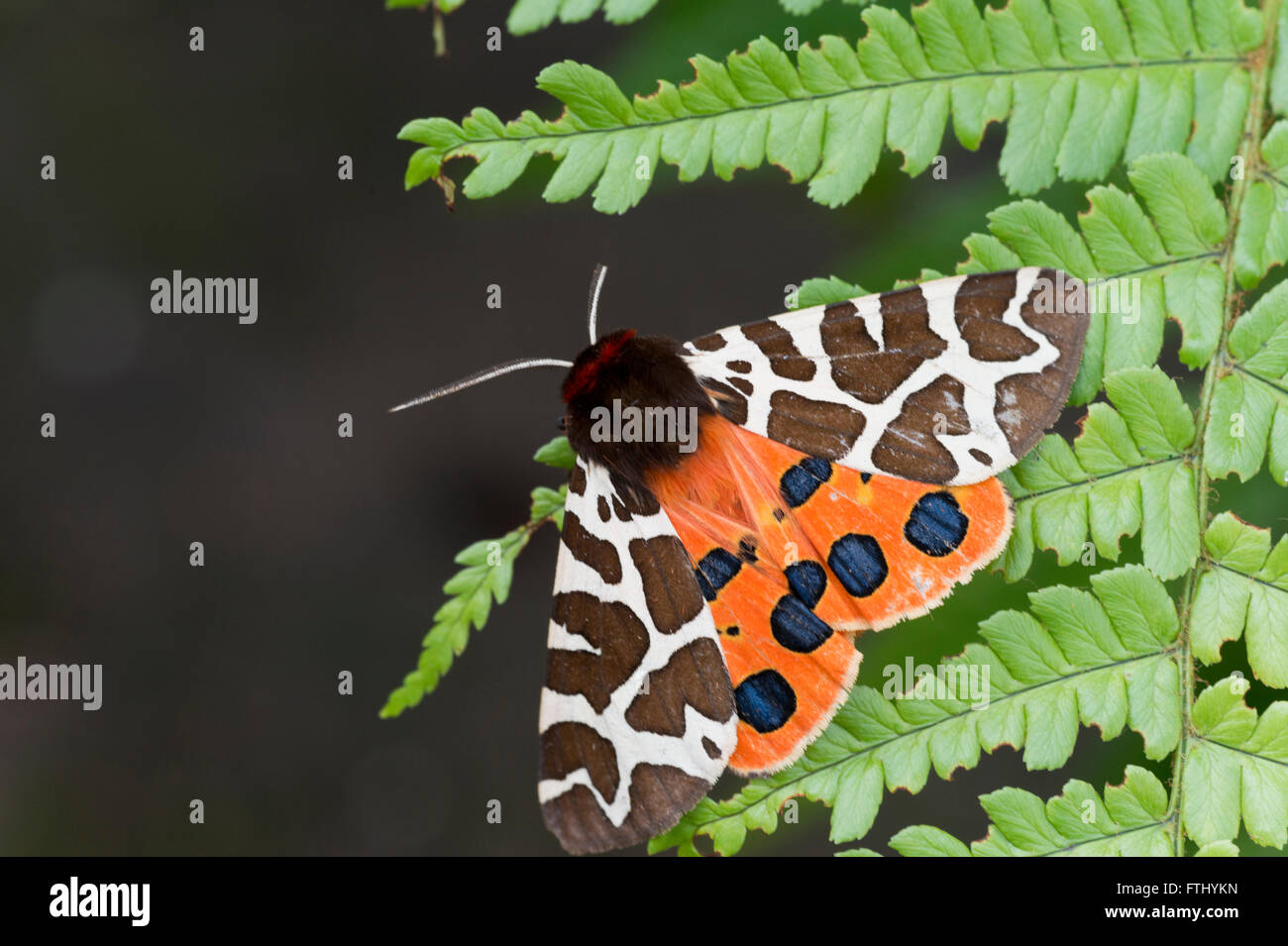 Garden Tiger moth (Arctica caja Stock Photo - Alamy
