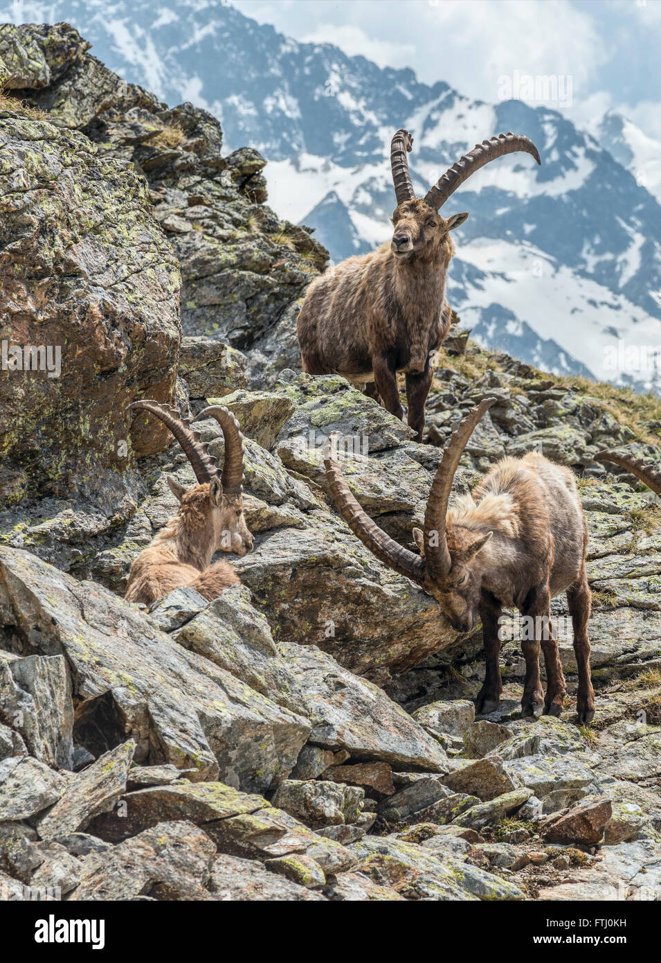Group of male Alpine Ibex, Swiss Alps, Switzerland Stock Photo - Alamy
