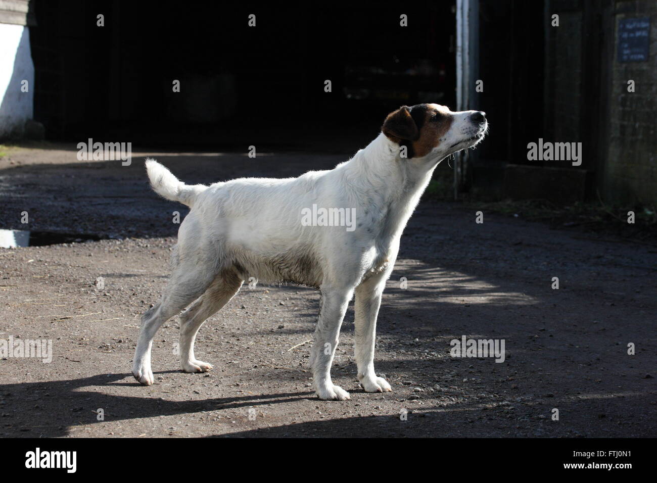 long legged terrier sniffing in the air back lit by the sun,white and ...