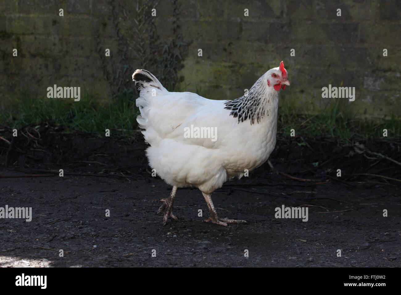Sideways onto the camera hi-res stock photography and images - Alamy