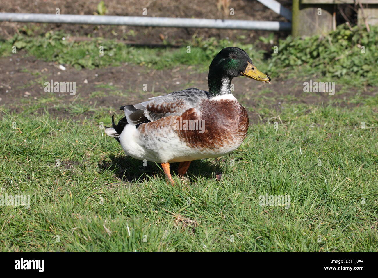Call duck hi-res stock photography and images - Alamy