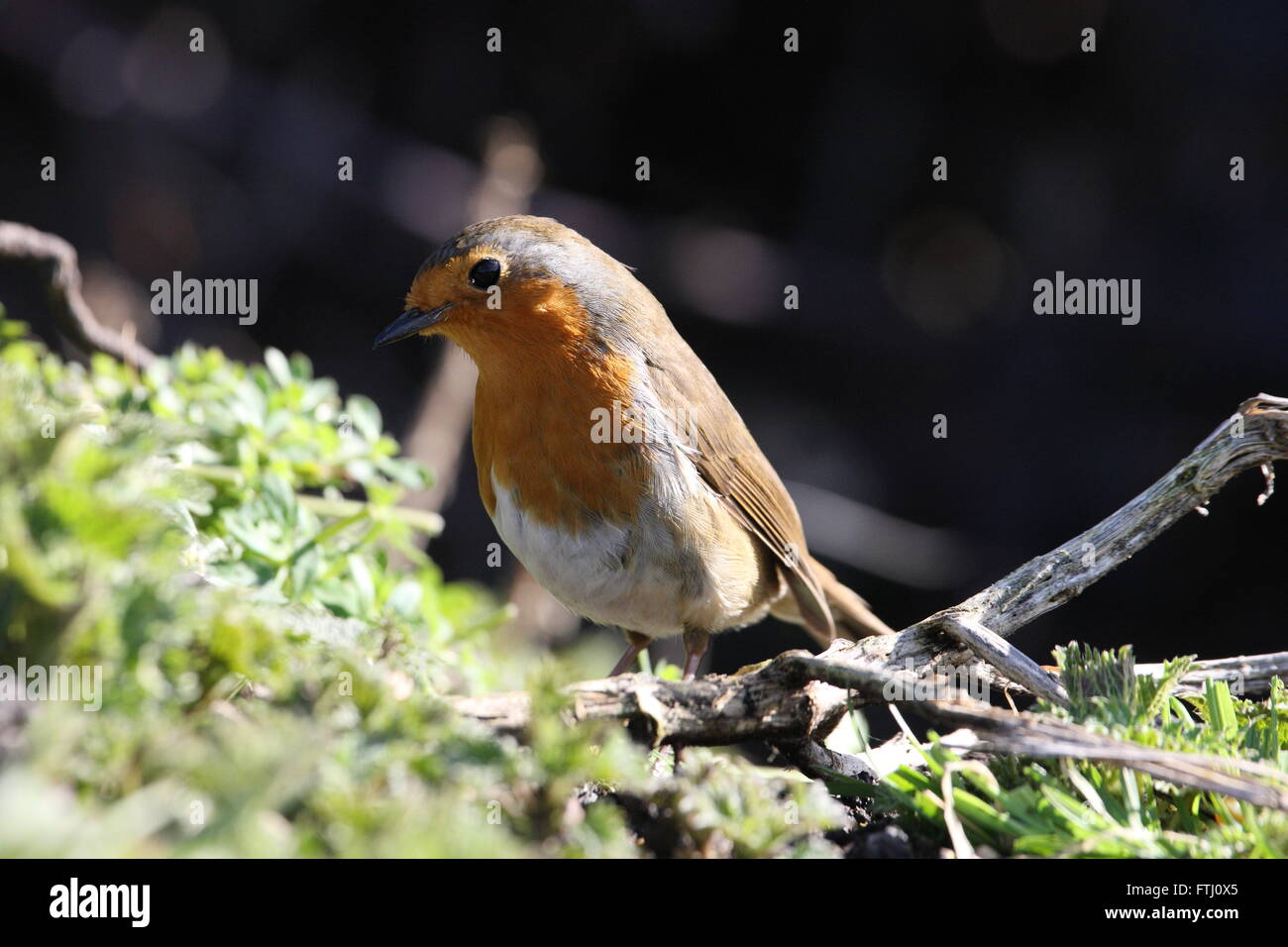 robin ,in sun, .Erithacus rubecula standing around on a mound Stock ...