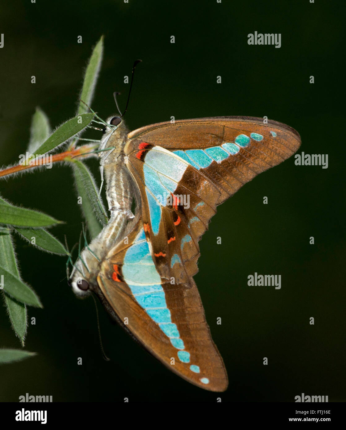 Graphium sarpendon hi-res stock photography and images - Alamy