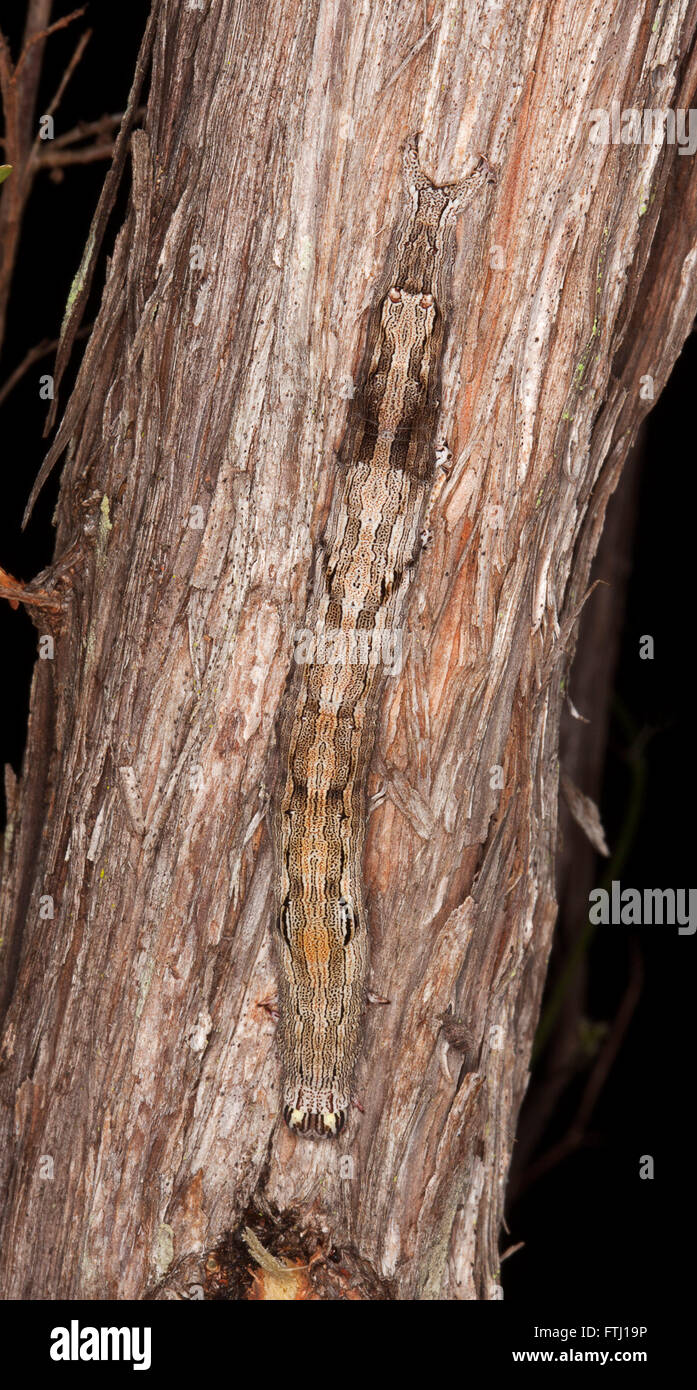 Decorative patterned caterpillar of guava moth, Ophiusa disjungens well ...