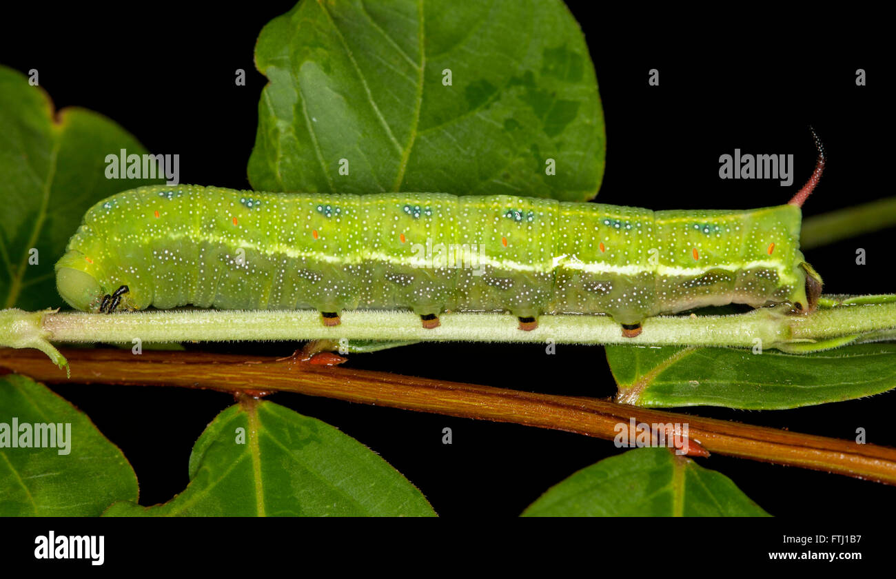 Vivid green spotted caterpillar, larva of Australian hawk moth ...
