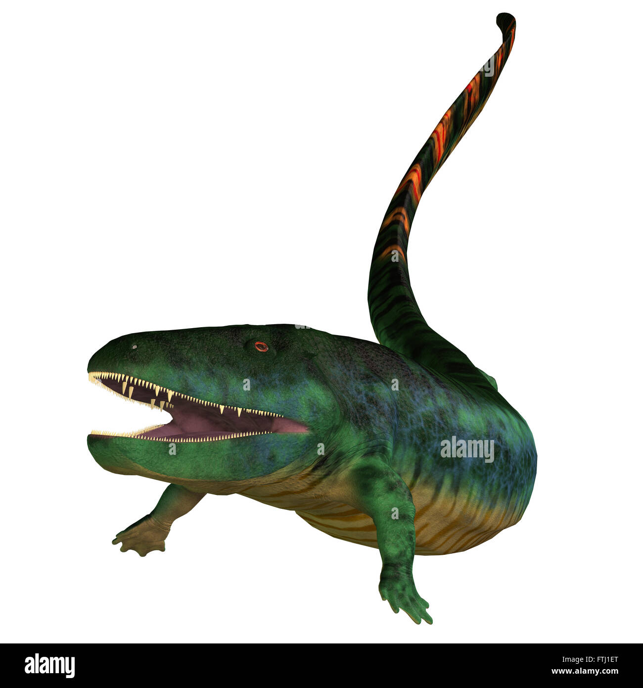 Eogyrinus was a aquatic predatory tetrapod that lived in the ...
