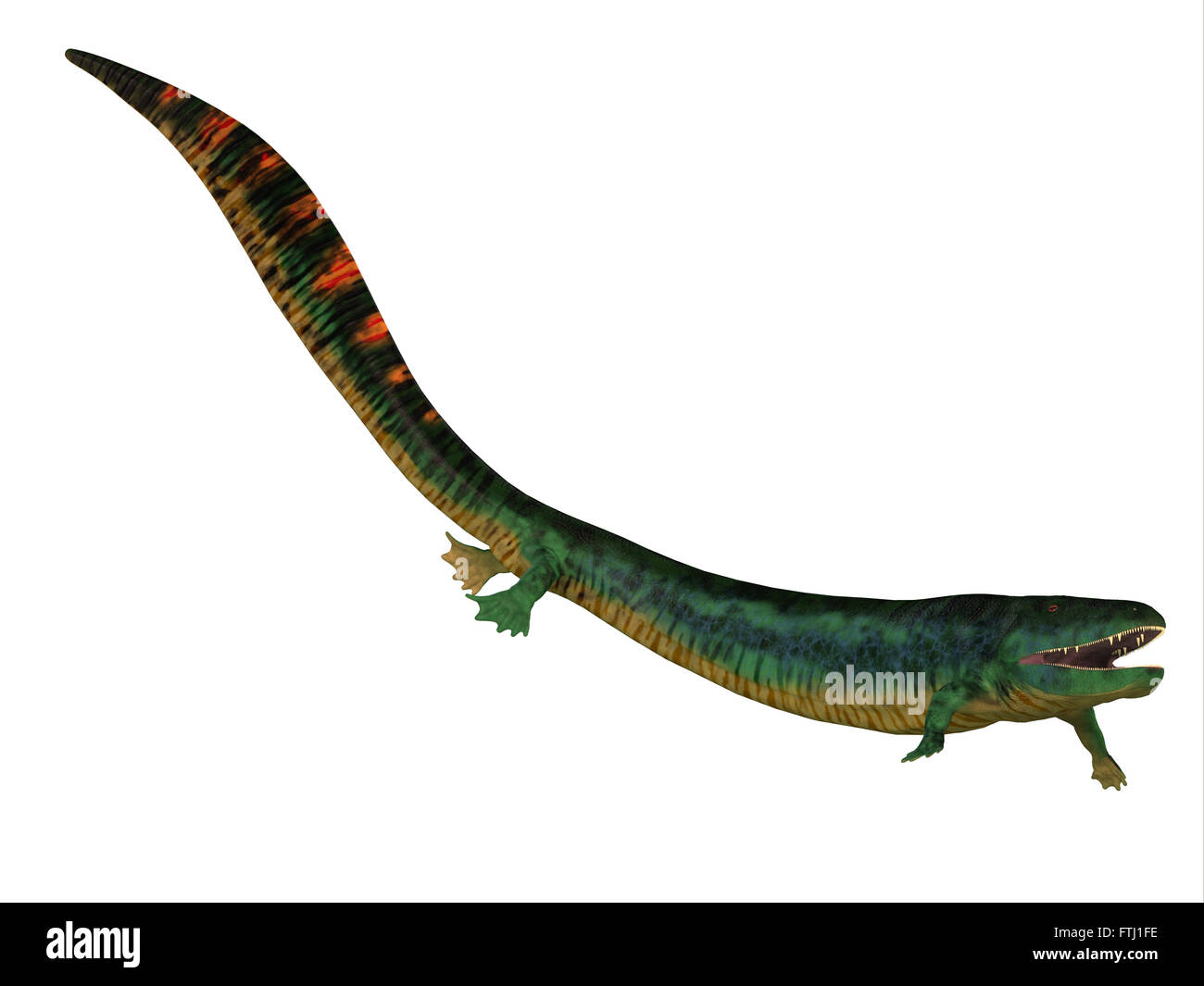 Eogyrinus was a aquatic predatory tetrapod that lived in the ...