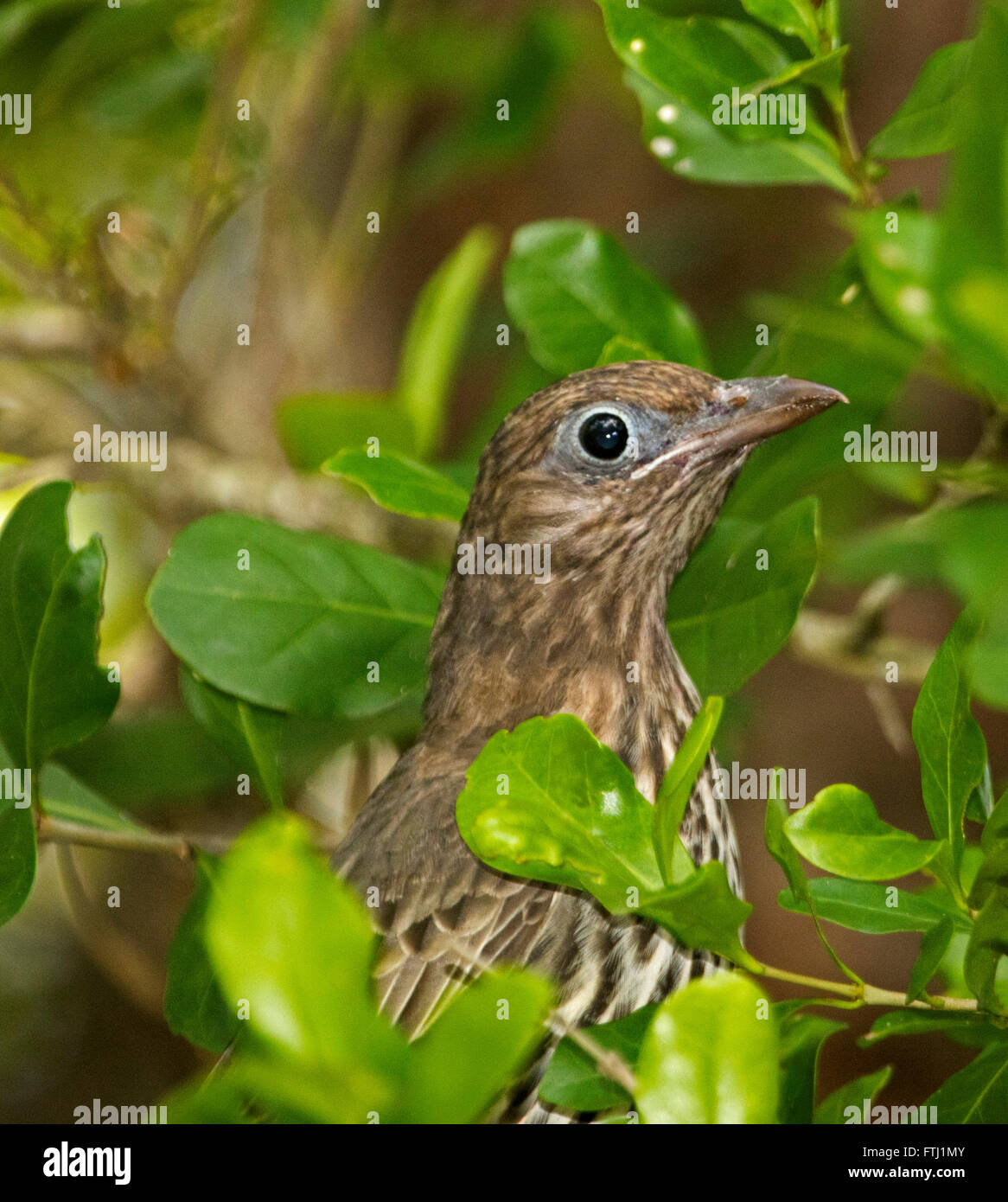 Australian fig bird High Resolution Stock Photography and Images - Alamy