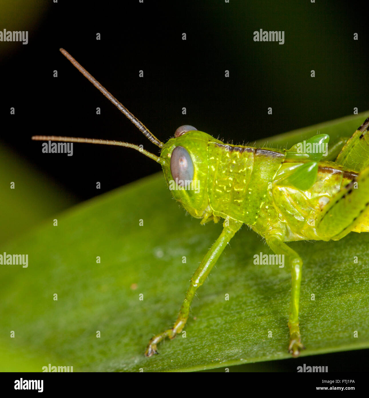 Tropical garden grasshopper hi-res stock photography and images - Alamy