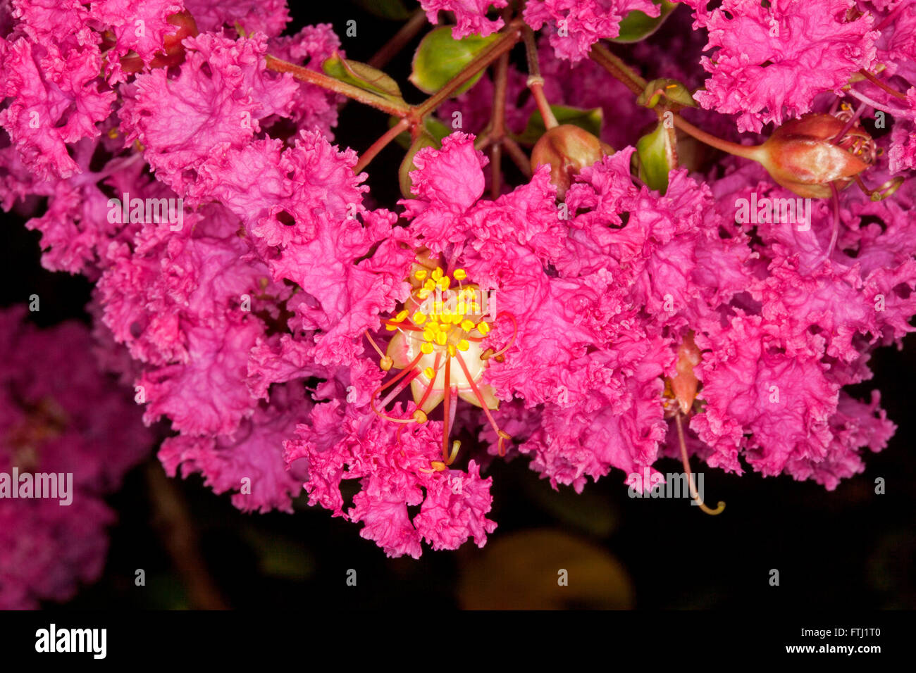 Large cluster of deep pink / red flowers of Lagerstroemia indica, crepe ...