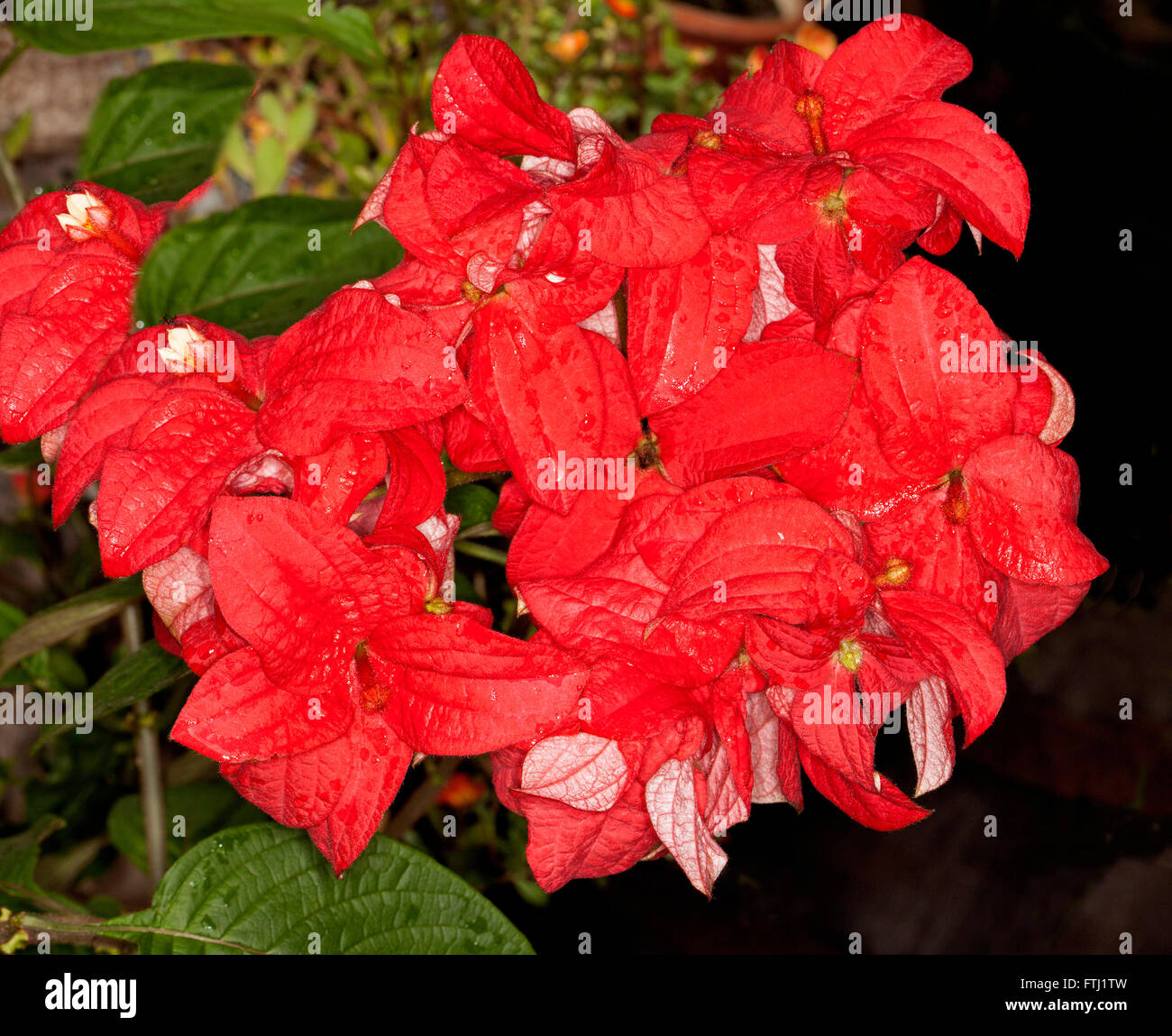 Large cluster of vivid red bracts, flowers & green leaves of Mussaenda ...
