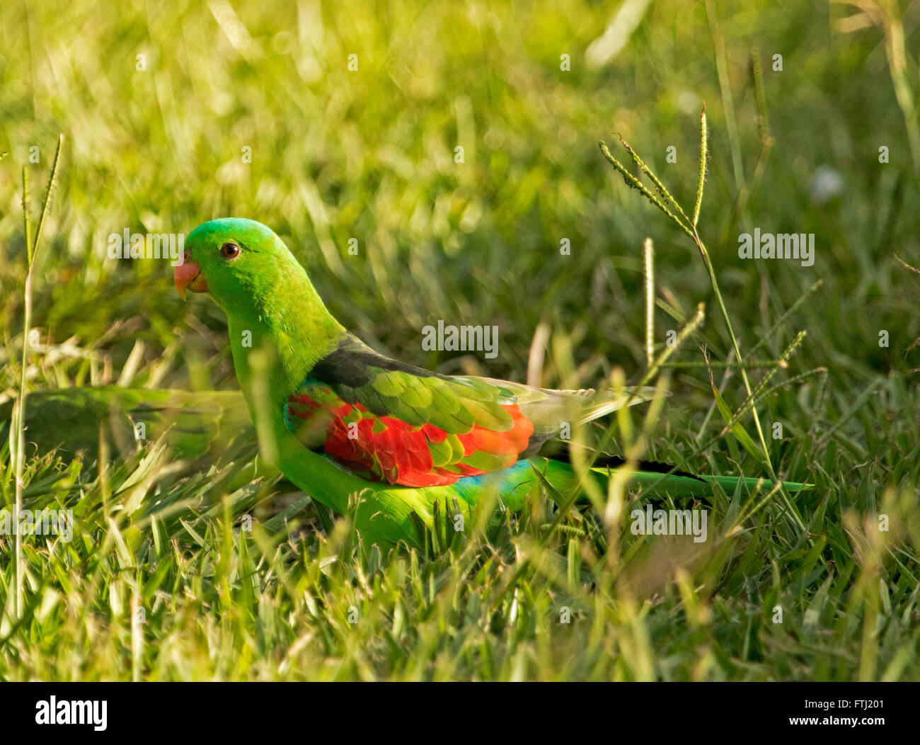 Male Red Winged Parrot at Skye Milliner blog