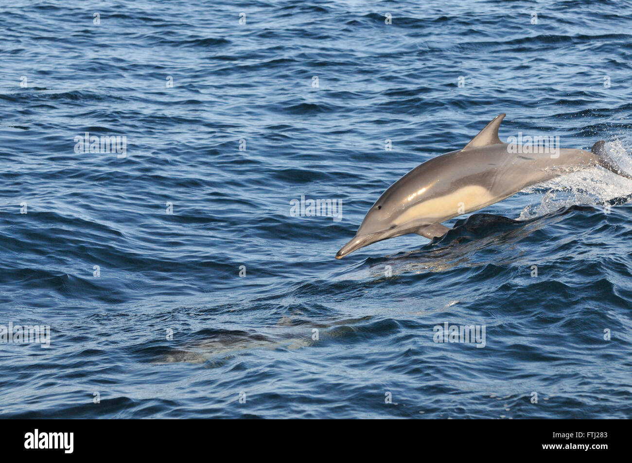 Long-Beaked Common Dolphin Delphinus capensis Stock Photo - Alamy