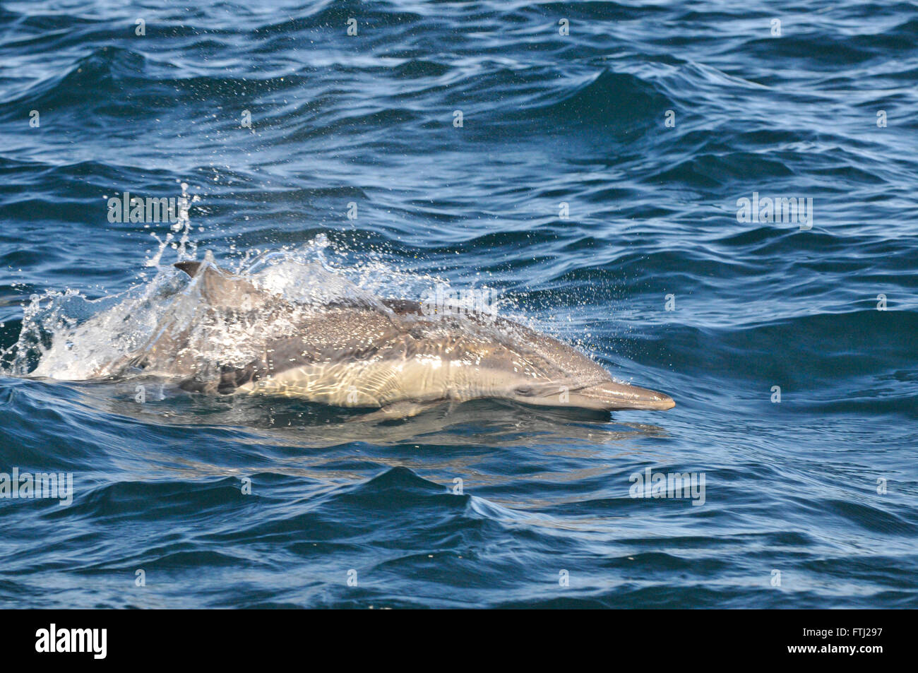 Long-Beaked Common Dolphin Delphinus capensis Stock Photo - Alamy