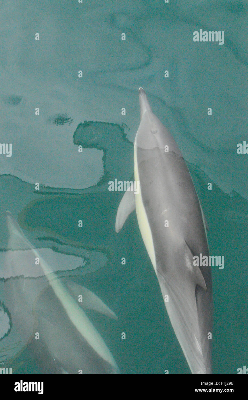 Long-Beaked Common Dolphin Delphinus capensis Stock Photo - Alamy