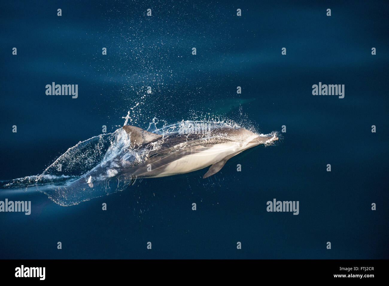 Long-Beaked Common Dolphin Delphinus capensis Stock Photo - Alamy
