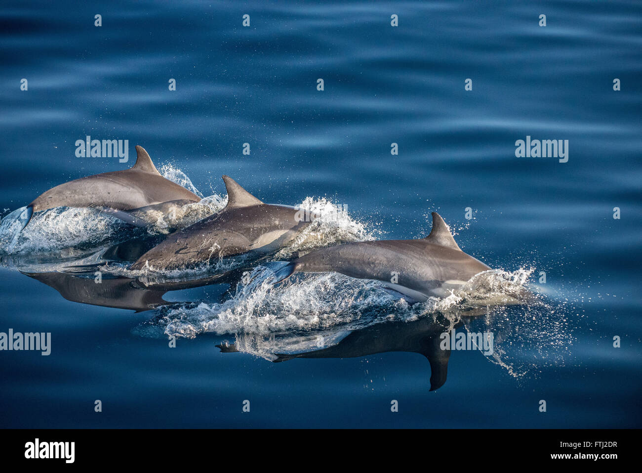 Long dorsal fin hi-res stock photography and images - Alamy