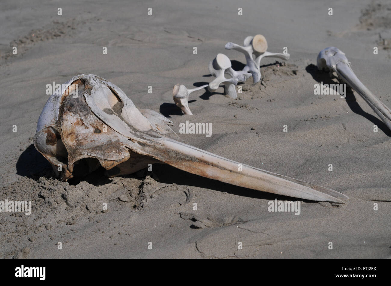 Delphinus brain hi-res stock photography and images - Alamy