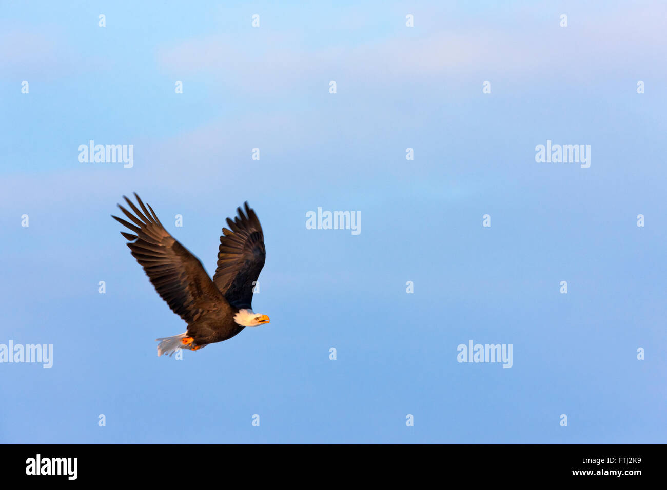 Bald eagle flapping wings hi-res stock photography and images - Alamy