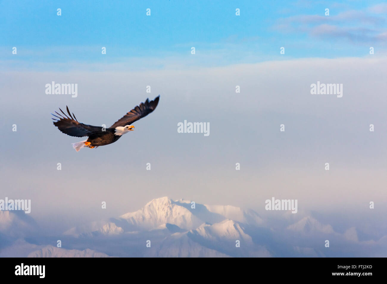 Bald Eagle flying over snow mountain, Alaska, USA Stock Photo - Alamy