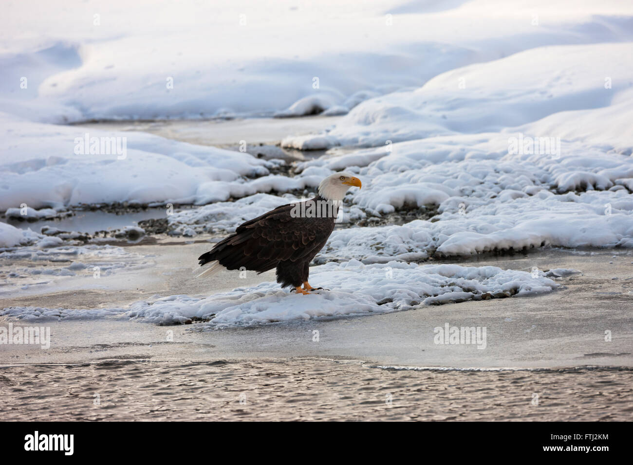 Alaska river bank hi-res stock photography and images - Alamy