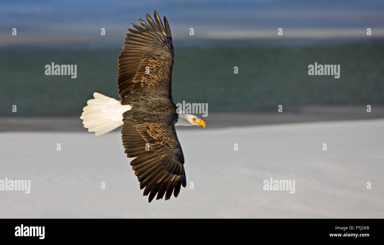 Bald Eagle flying, Alaska, USA Stock Photo - Alamy