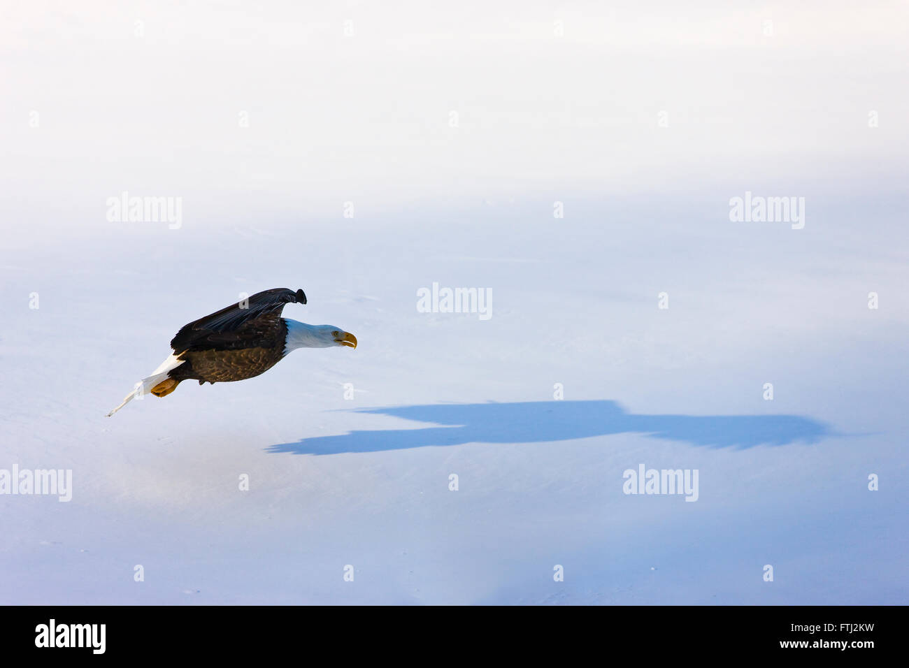 Eagle flying hi-res stock photography and images - Alamy