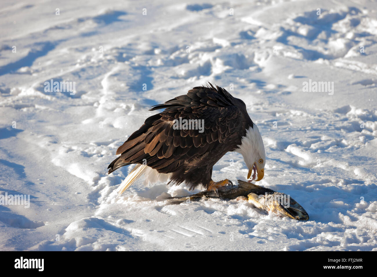 Bald Eagle eating salmon on snow, Alaska, USA Stock Photo - Alamy