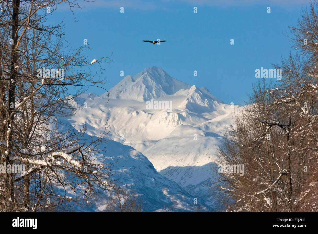 Bald eagle flying over trees hi-res stock photography and images - Alamy