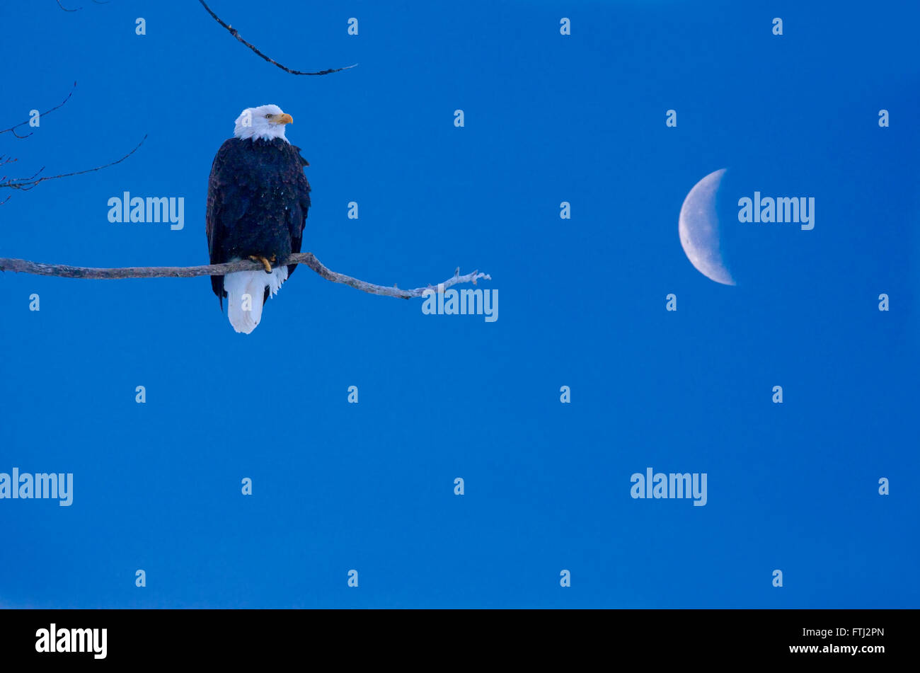 Bald eagle on branch with moon hi-res stock photography and images - Alamy