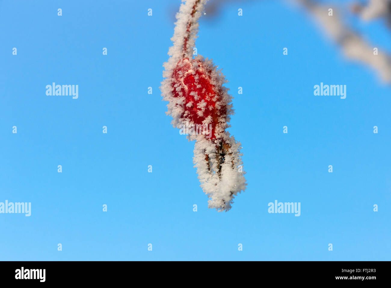 Alaska red hi-res stock photography and images - Alamy