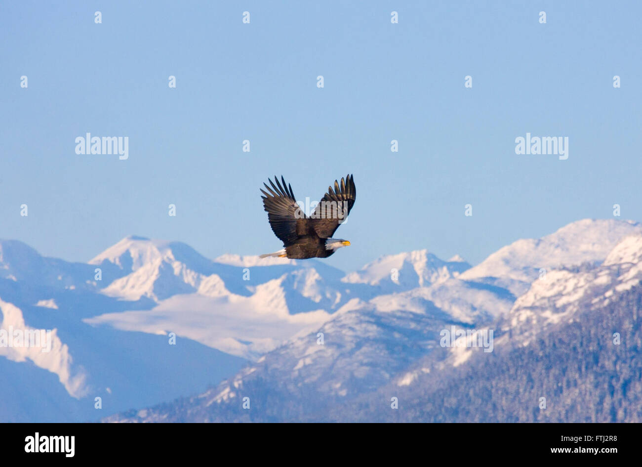 Bald Eagle flying over snow mountain, Alaska, USA Stock Photo - Alamy