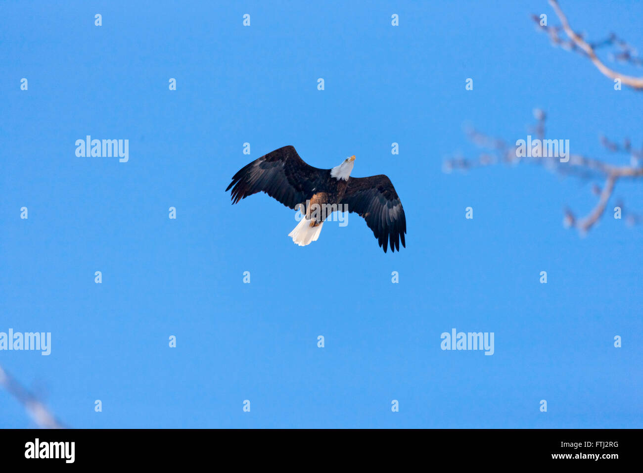 Bald Eagle flying, Alaska, USA Stock Photo - Alamy