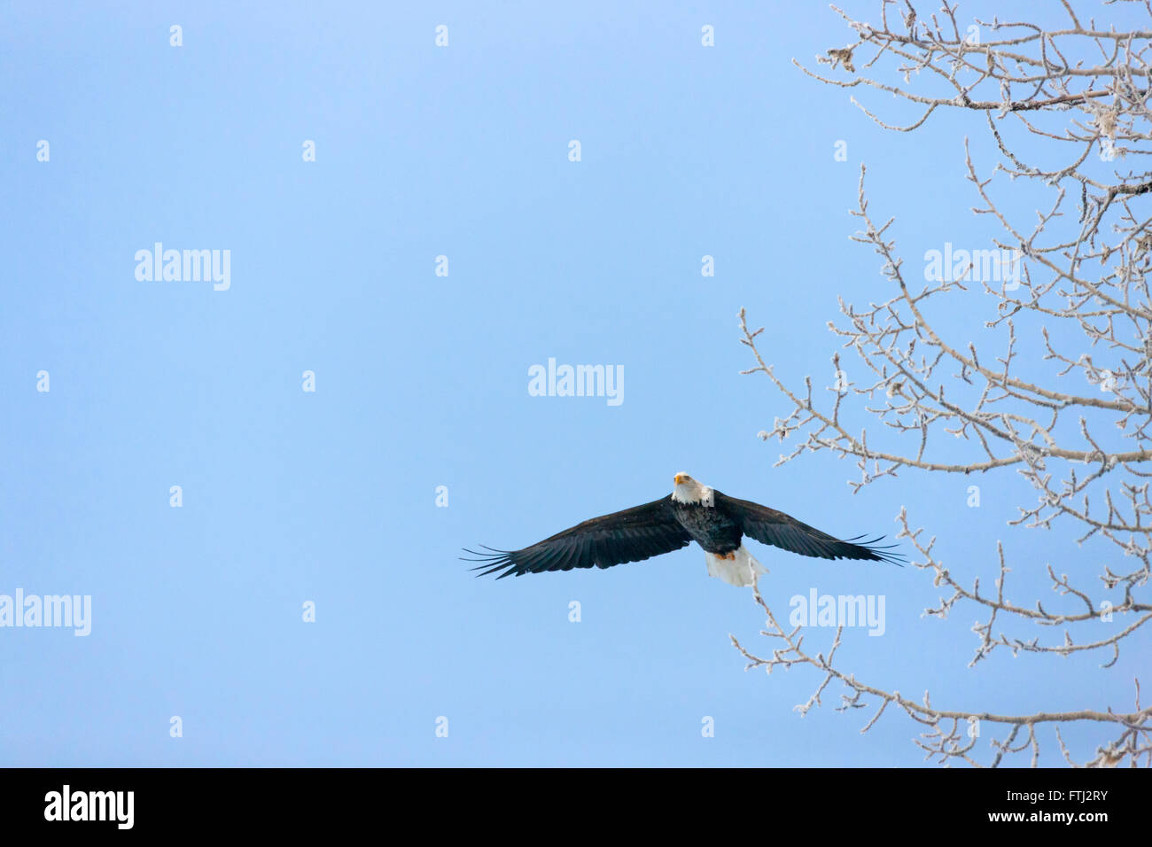 Bald Eagle flying, Alaska, USA Stock Photo - Alamy