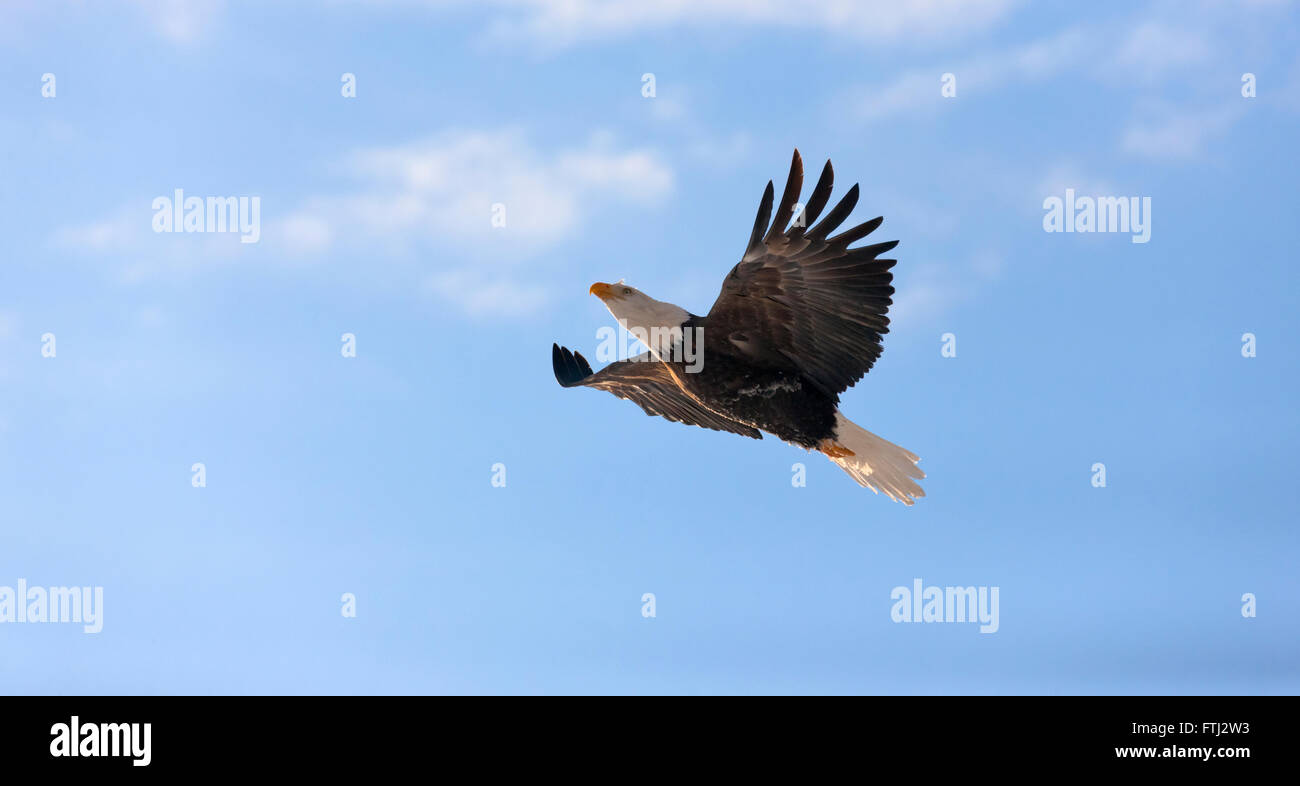 Bald Eagle flying, Alaska, USA Stock Photo - Alamy