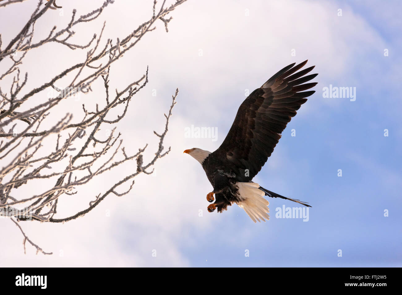 Bald Eagle flying, Alaska, USA Stock Photo - Alamy