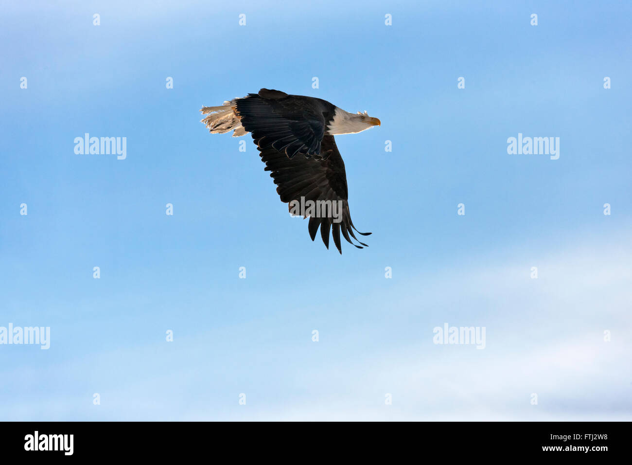 Bald Eagle flying, Alaska, USA Stock Photo - Alamy
