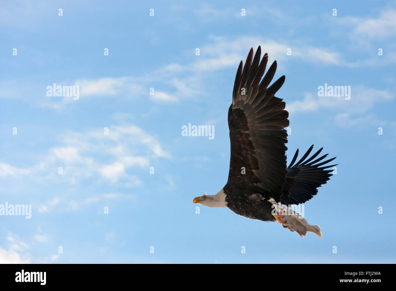 Bald Eagle carrying salmon in talon, Alaska, USA Stock Photo - Alamy