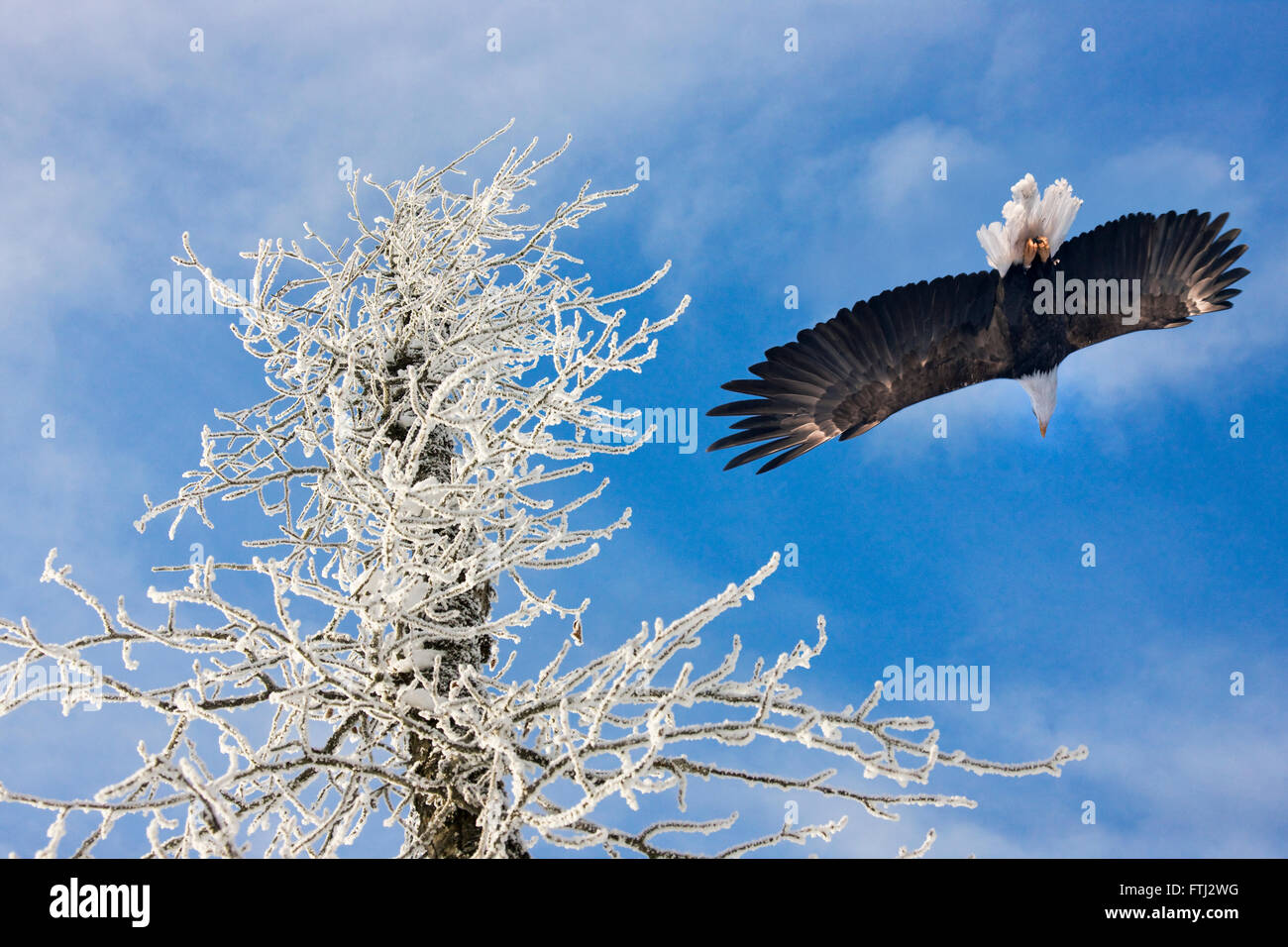 Bald Eagle flying in the sky, Alaska, USA Stock Photo - Alamy