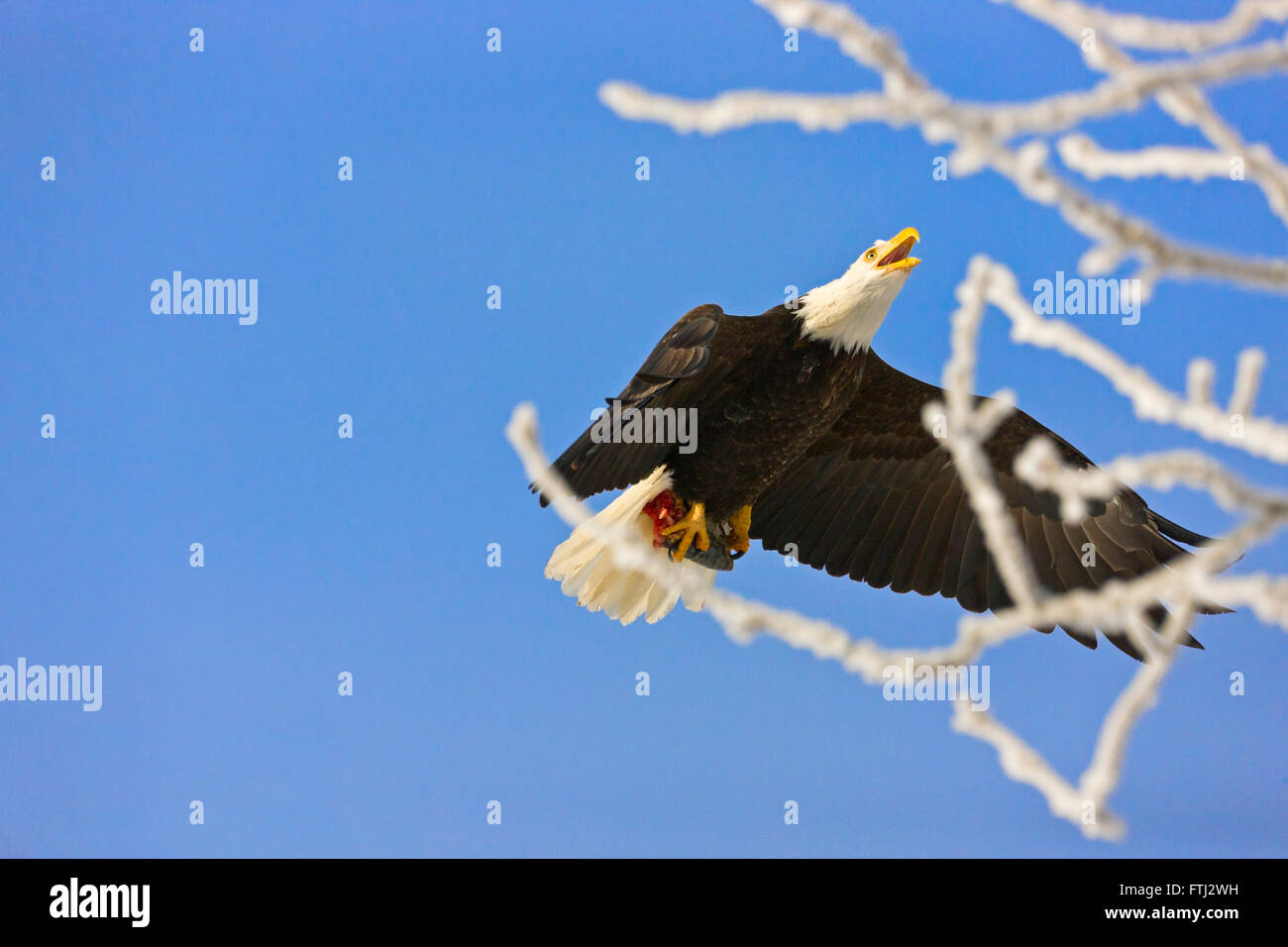 Bald Eagle flying, Alaska, USA Stock Photo - Alamy