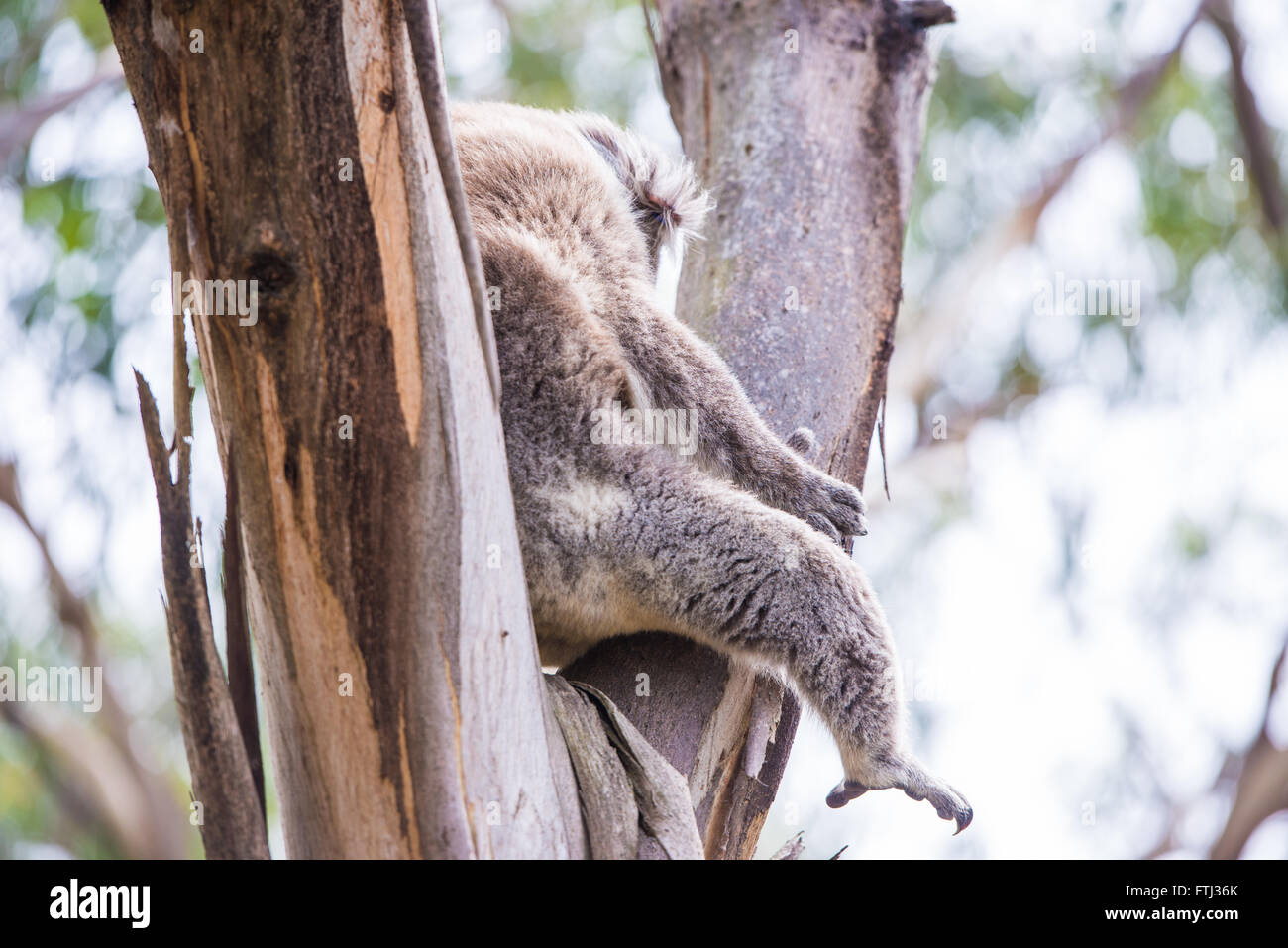 Close up of koala at sanctuary in Australia Stock Photo - Alamy