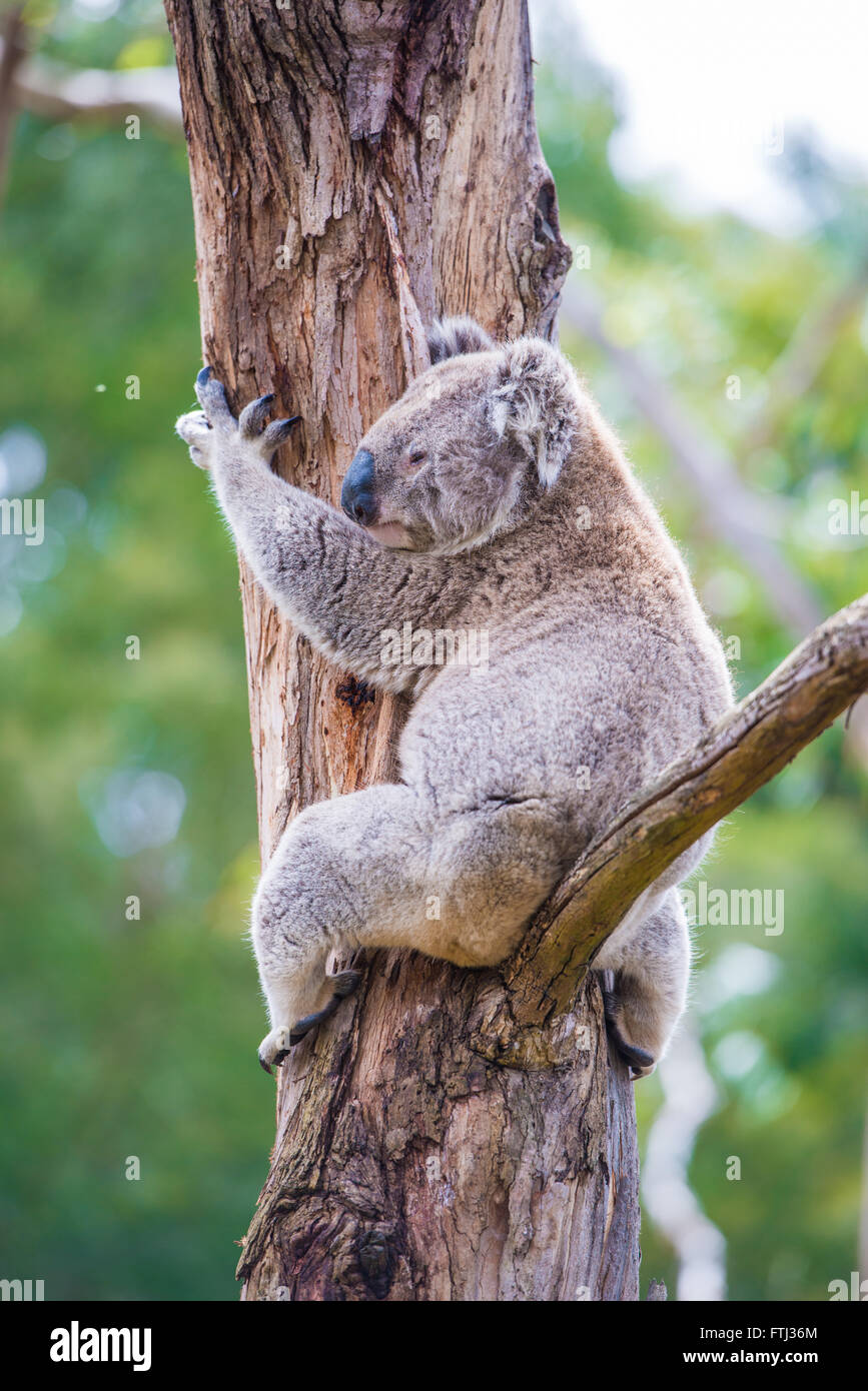 Close up of koala at sanctuary in Australia Stock Photo - Alamy