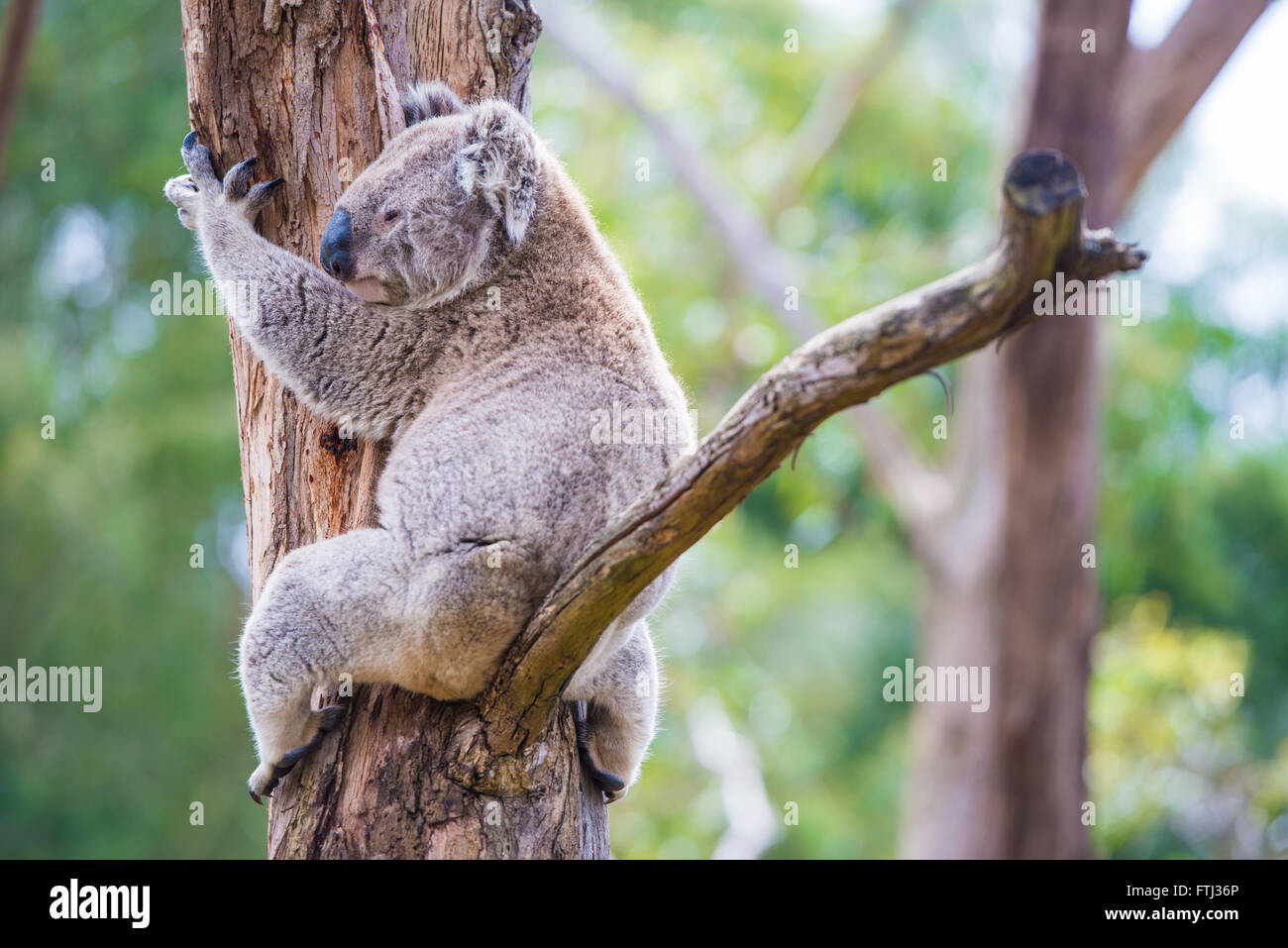 Close up of koala at sanctuary in Australia Stock Photo - Alamy