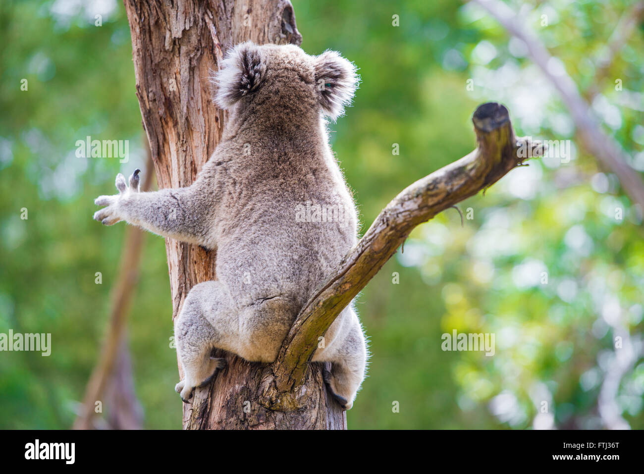 Cute australian animal scene hi-res stock photography and images - Alamy