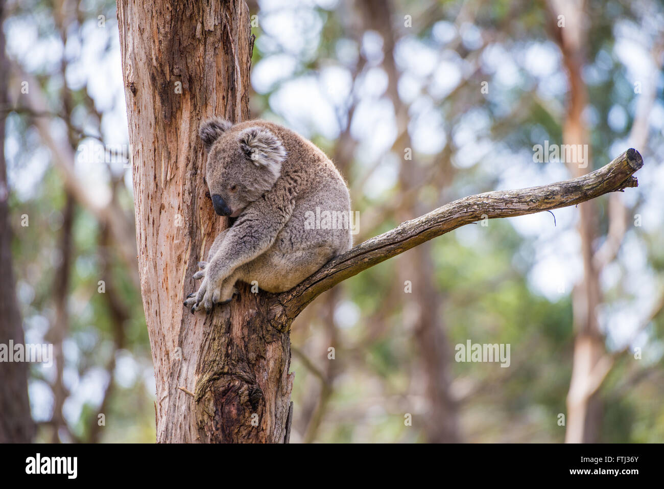 Close up of koala at sanctuary in Australia Stock Photo - Alamy